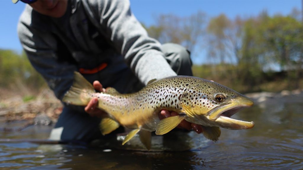 The Cicada Report: 5 Mid-Hatch Tips to Land More Fish - The Sporting Lodge